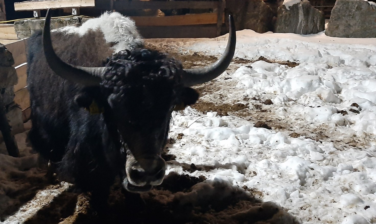 Liebe Grüße vom Yeti – die bin ich Euch schon lange schuldig ...